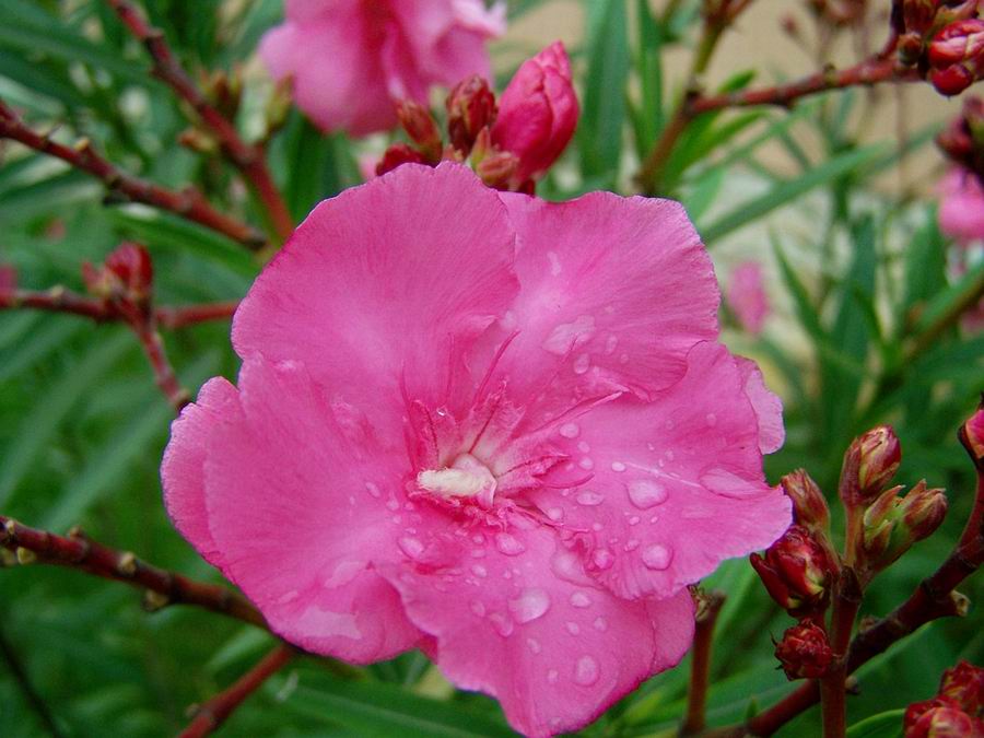 Leander teleltetése - Privilege Tours